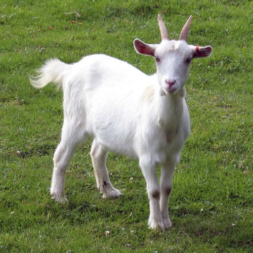 Filipino Word of the Day - goat (noun)